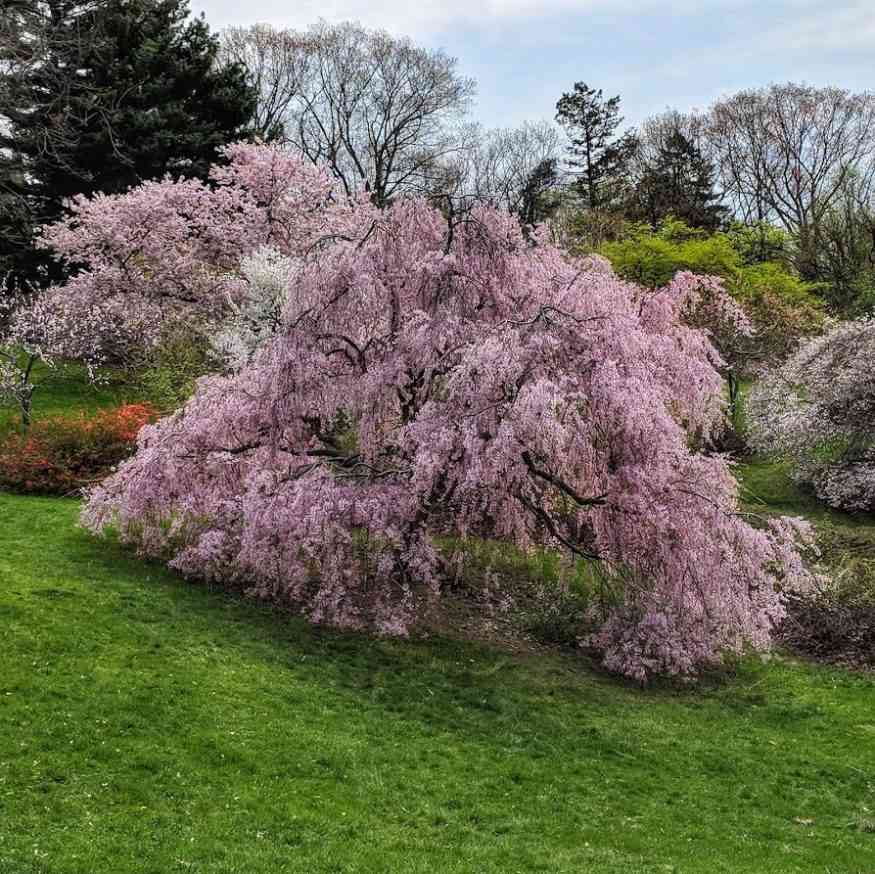 Rochester in Bloom: Where and When to Experience The Flower City's ...