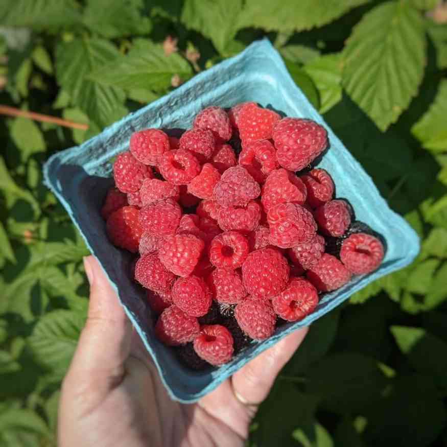 Pick-Your-Own Raspberries Around Rochester — 2025 Edition - Day Trips ...