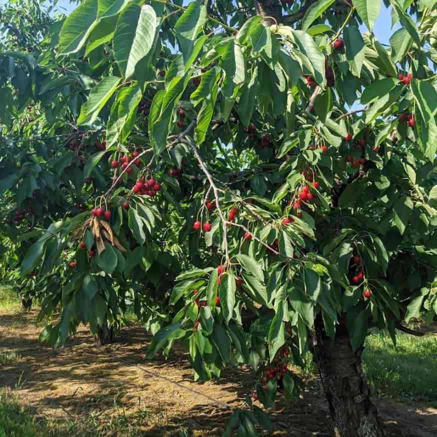 Cherries: 6 Places to Pick Your Own - Day Trips Around Rochester, NY