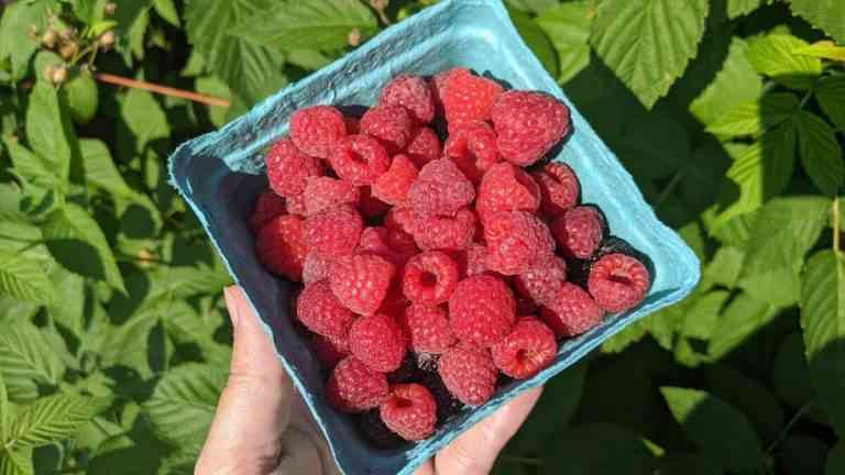 Pick-Your-Own Raspberries Around Rochester — 2025 Edition - Day Trips ...