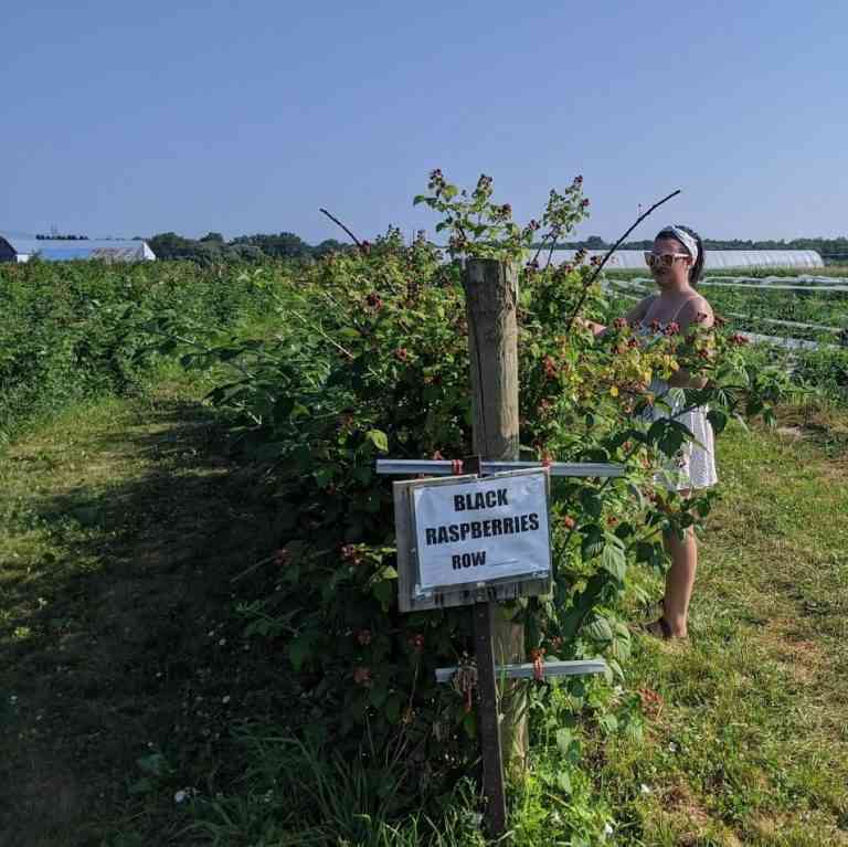 Pick-Your-Own Raspberries Around Rochester — 2025 Edition - Day Trips ...