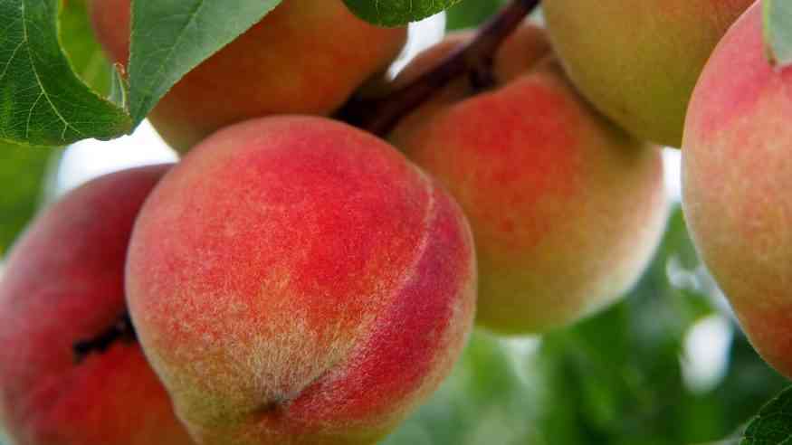 Farms & Farmers' Markets: Your Guide to Locally Grown Produce - Day ...