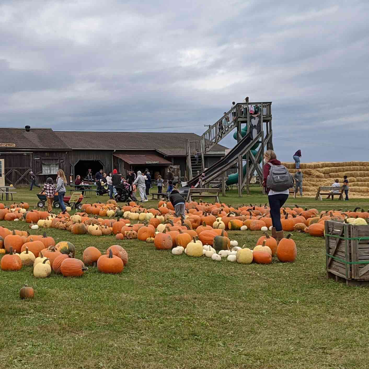 Pumpkin Patches Near Rochester - 2025 Edition - Day Trips Around ...