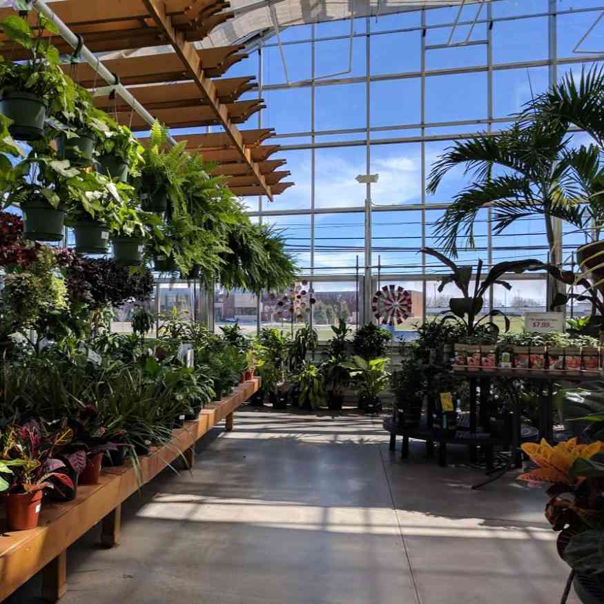 The Flower City: Exploring Rochester's Extraordinary Flowers and Trees ...