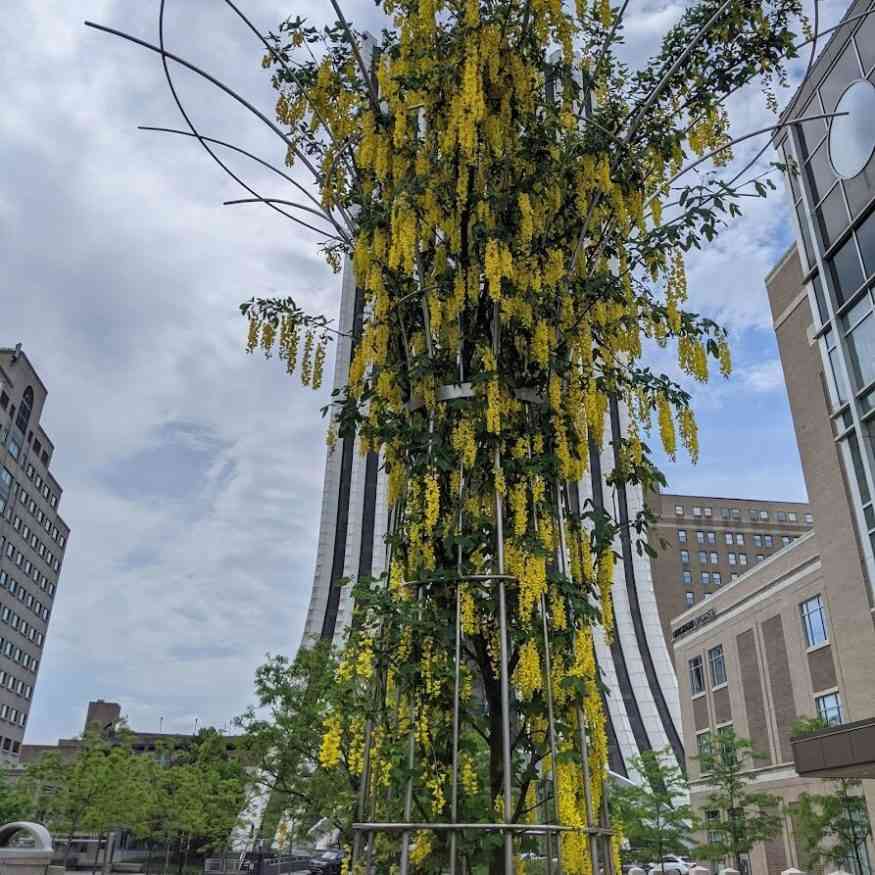 Rochester in Bloom: Where and When to Experience The Flower City's ...