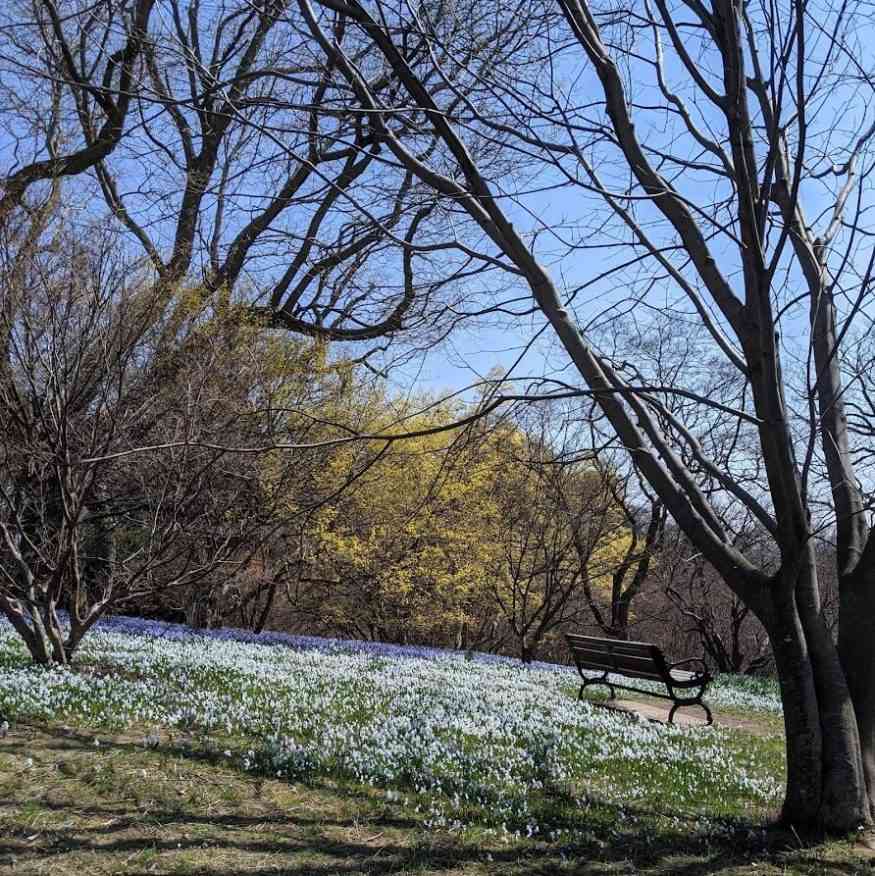 Rochester in Bloom: Where and When to Experience The Flower City's ...