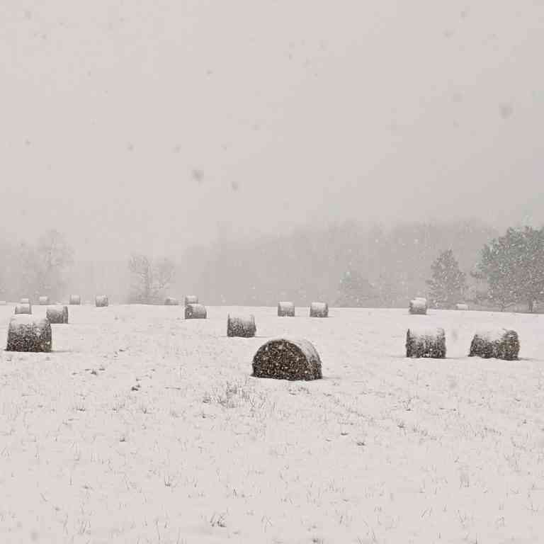 Organic Marshmallow Farms - Day Trips Around Rochester, NY
