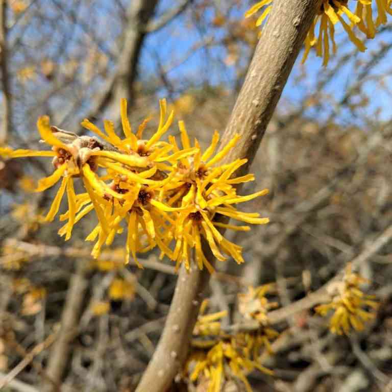 Rochester in Bloom: Where and When to Experience The Flower City's ...