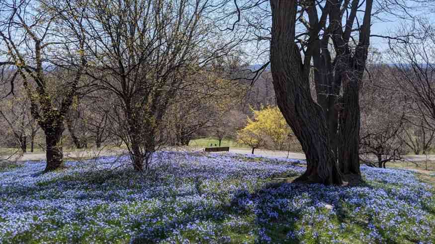 Rochester in Bloom: Where and When to Experience The Flower City's ...