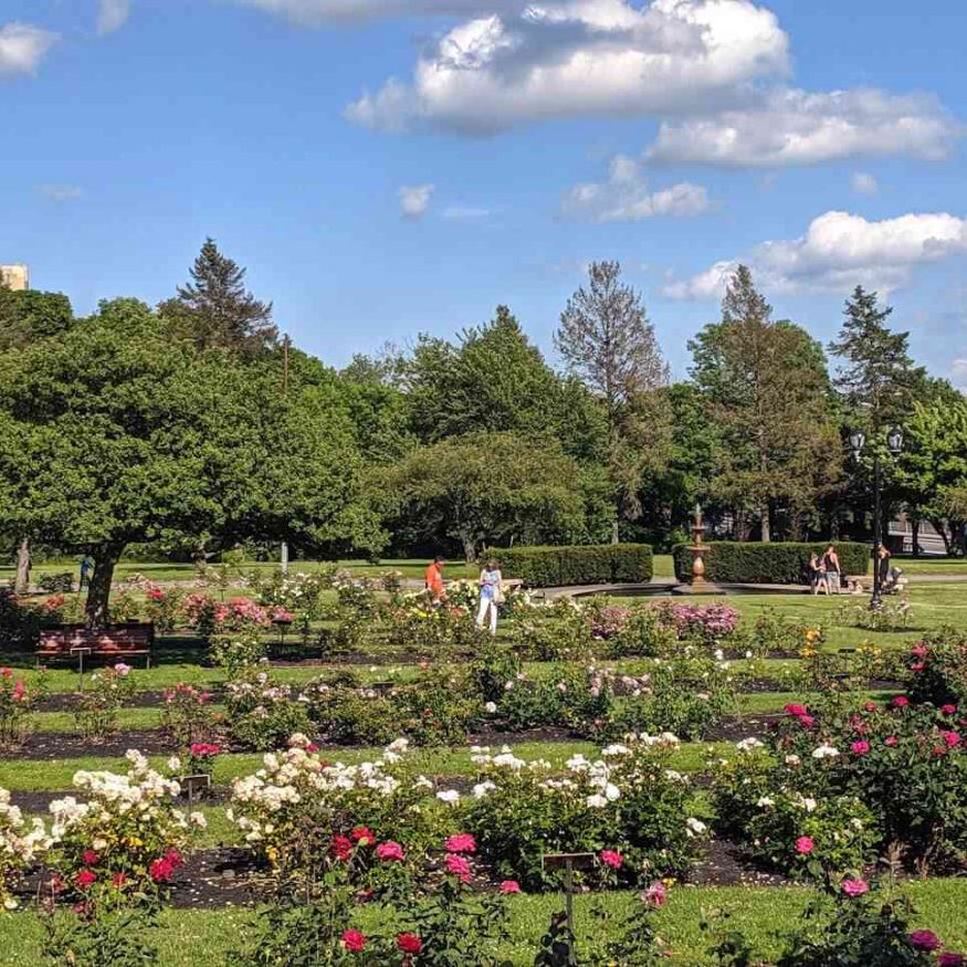 The Flower City: Exploring Rochester's Extraordinary Flowers and Trees ...
