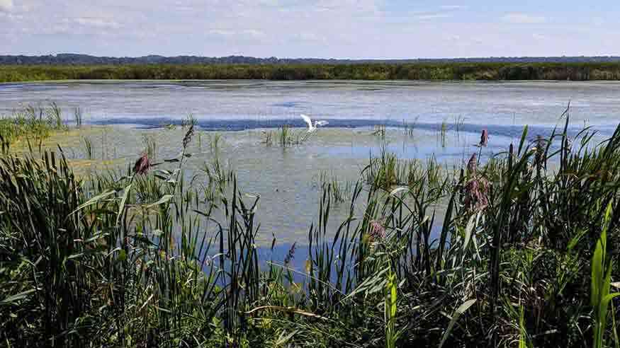 Spring Bird Migration Around Rochester: Where and When to Watch - Day ...