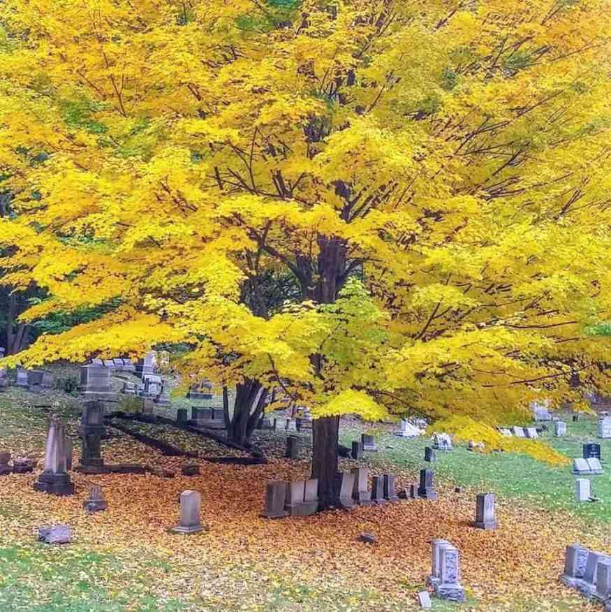 Fall Foliage: 7 Stunning Views Around Rochester - Day Trips Around ...