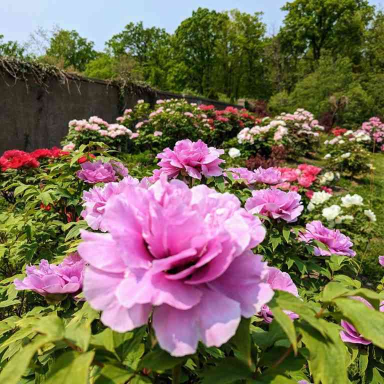 Rochester in Bloom: Where and When to Experience The Flower City's ...