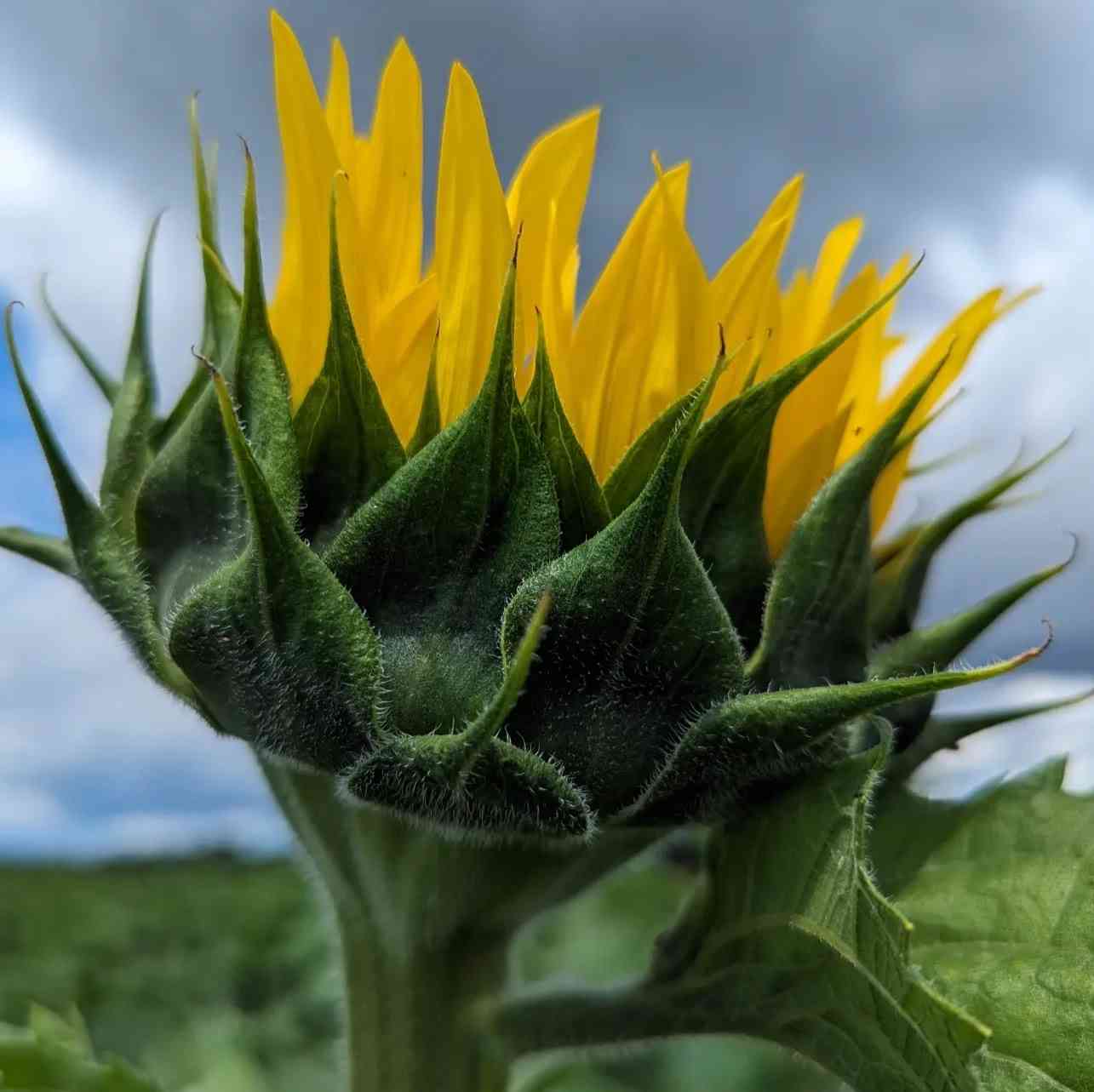 Spectacular Sunflower Fields Around Rochester | 2025 Interactive Map ...
