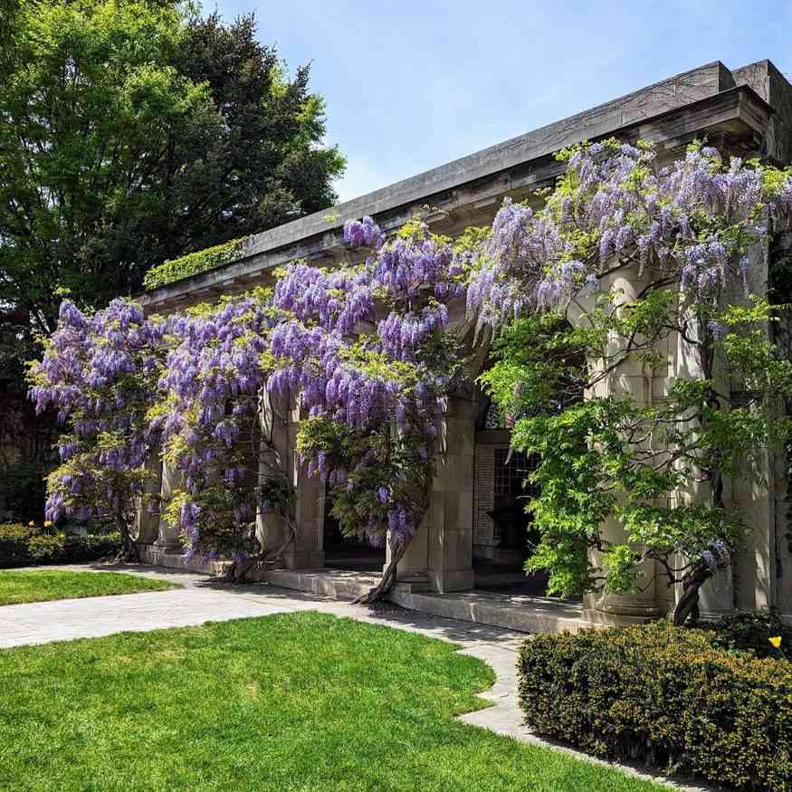 Rochester in Bloom: Where and When to Experience The Flower City's ...